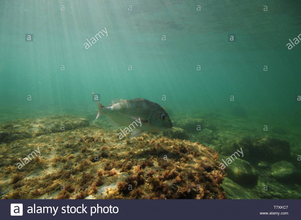 Australasian snapper Pagrus auratus swimming above flat rocks with ...