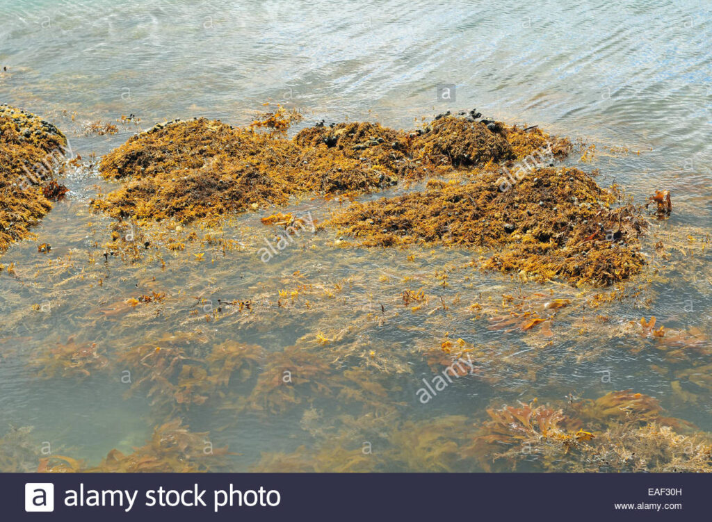 Brown seaweed reaching sea surface at low tide – Vita Aquatica