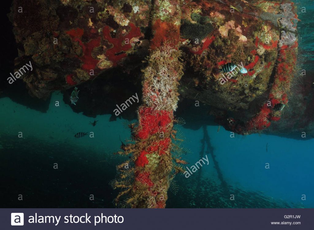 Colourful growth of tropical underwater fauna on floating jetty – Vita ...
