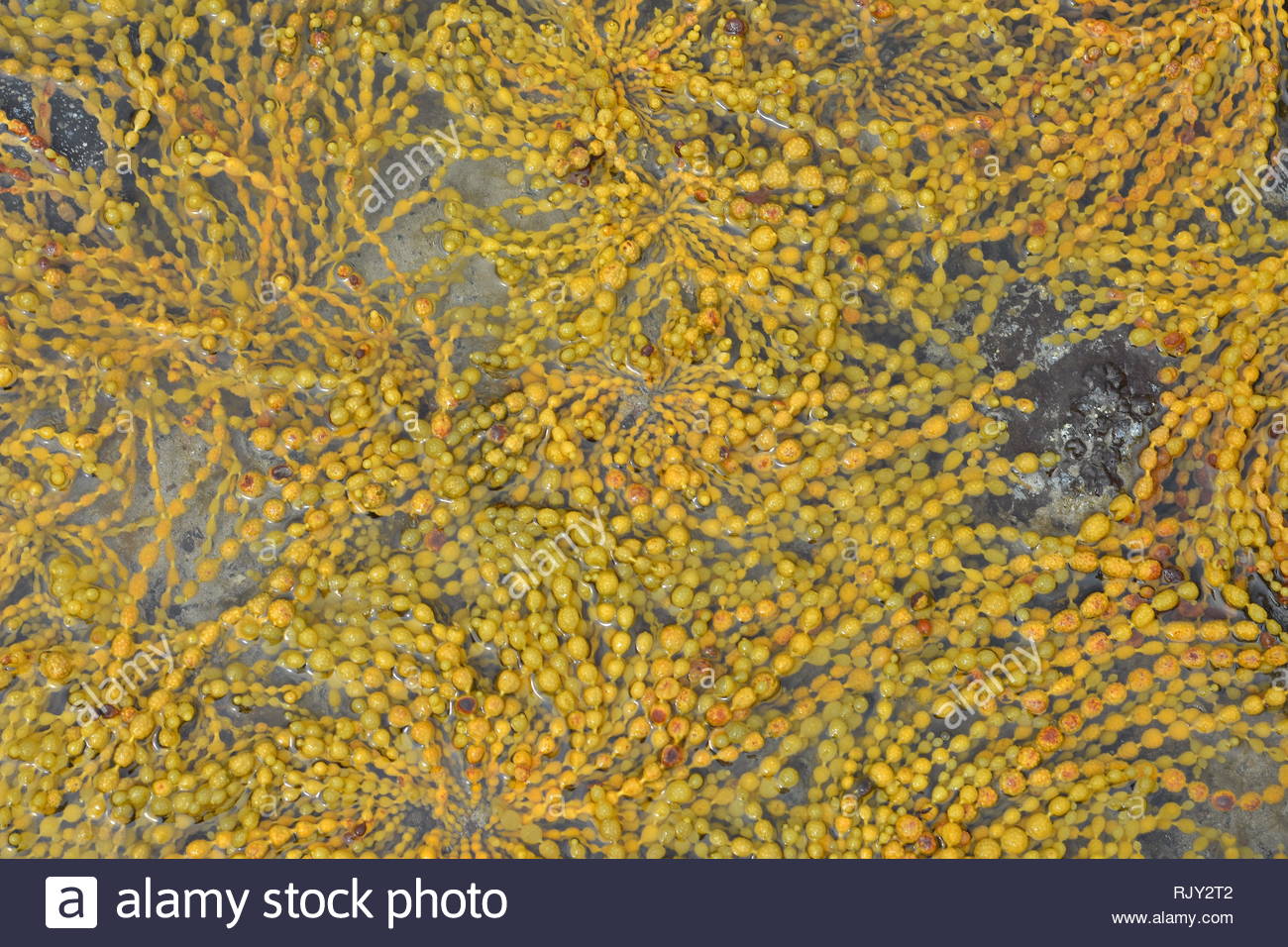 Dense carpet of yellow brown Neptunes necklace algae on rock surface at ...