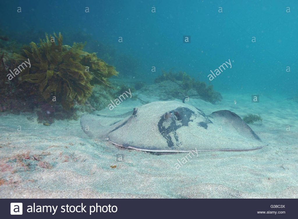 Long-tailed stingray Dasyatis thetidis – Vita Aquatica