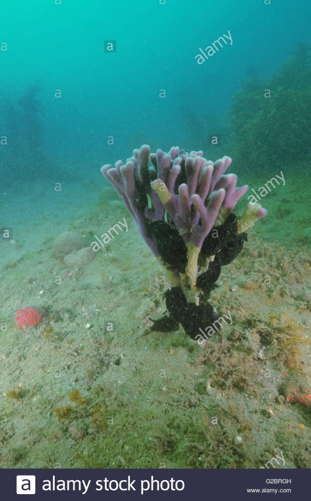 Purple finger sponge with black nudibranches – Vita Aquatica