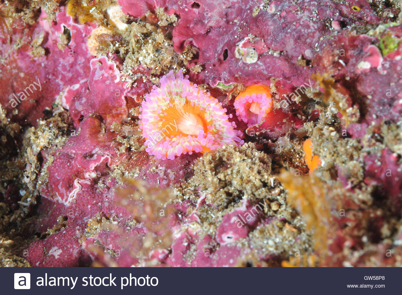 Two jewel anemones among coralline algae – Vita Aquatica