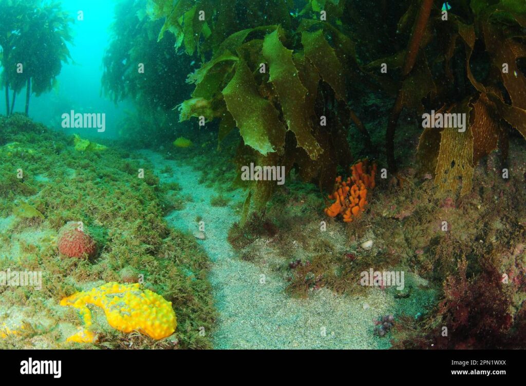 Sponges of various colours and shapes grow under canopy of kelp forest ...